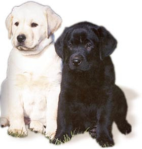 lo mejor del rincon de barbara: PaSToR LaBrAdOr ReTrIeVeR